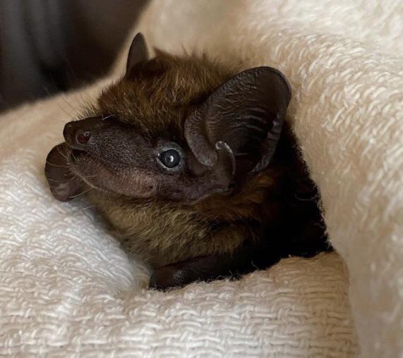 Learn About Bats - Reading Public Library